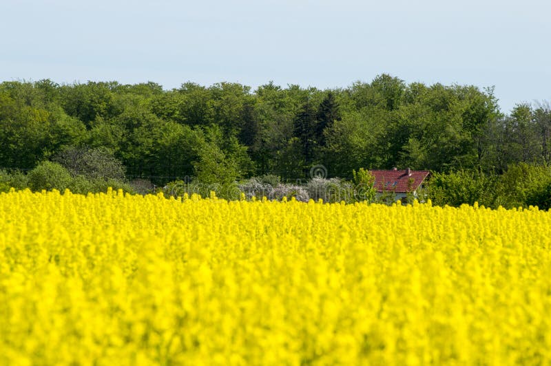 Fields of yellow stock photo. Image of wildflower, agriculture - 54036906