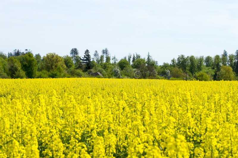 Fields of yellow stock image. Image of fields, cultivation - 54037115