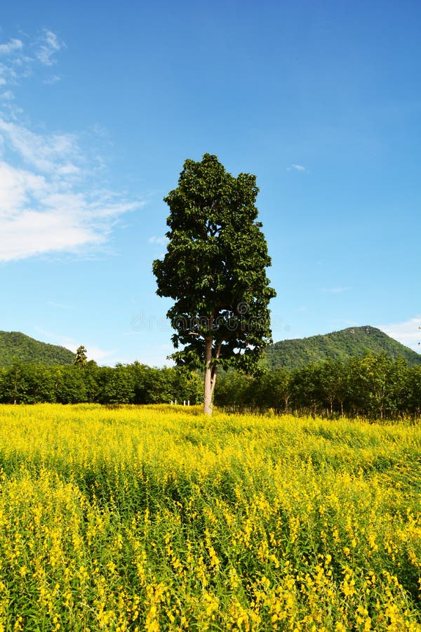 Fields of yellow and tree stock photo. Image of beautiful - 43634066