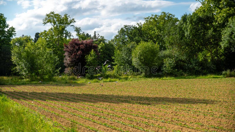 Fields of Young Crops, in Spring Stock Photo - Image of organic, food ...