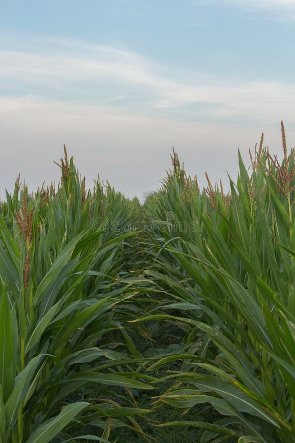 Fields of Young, Ripening Corn. Stock Image - Image of agriculture ...