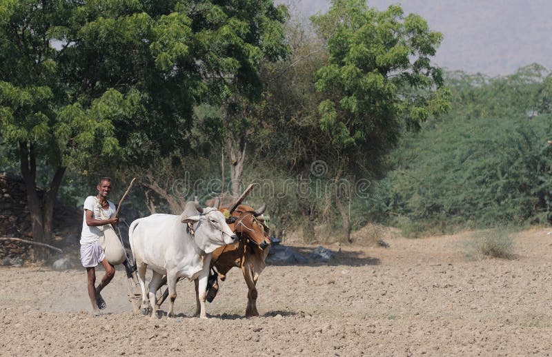 Fieldwork in India editorial stock photo. Image of asia - 12775898