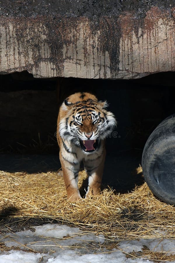 Fierce stock image. Image of alert, hunting, rare, stong - 4833785