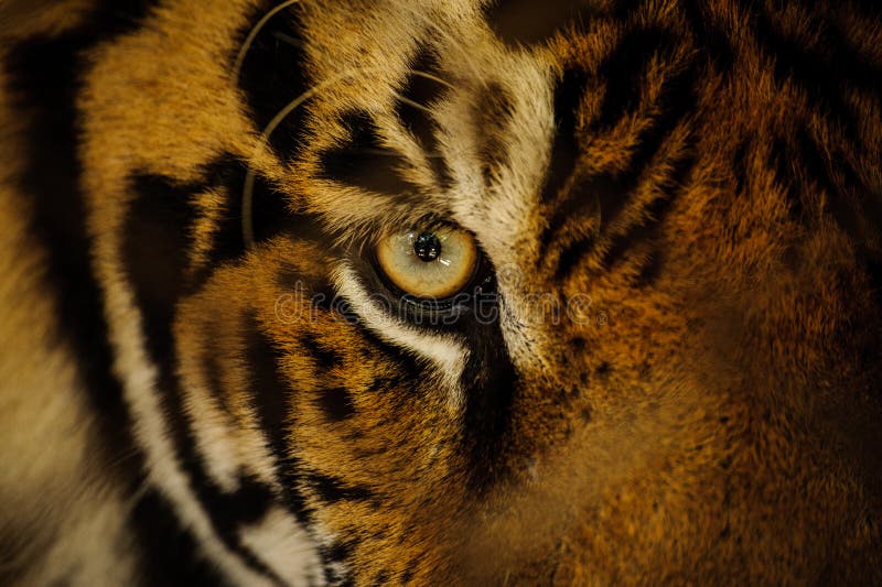 Fierce Bengal Tiger Eye Looking Stock Image - Image of head, hunter ...