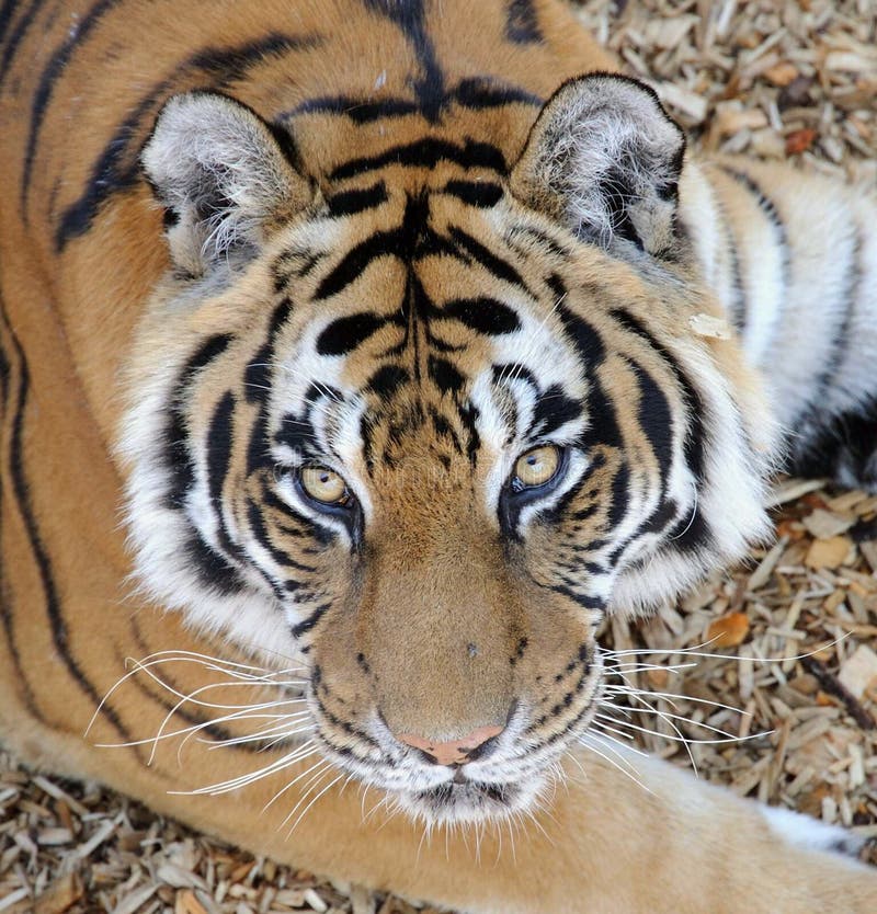 Fierce stock image. Image of peaceful, sitting, bengal - 83096251
