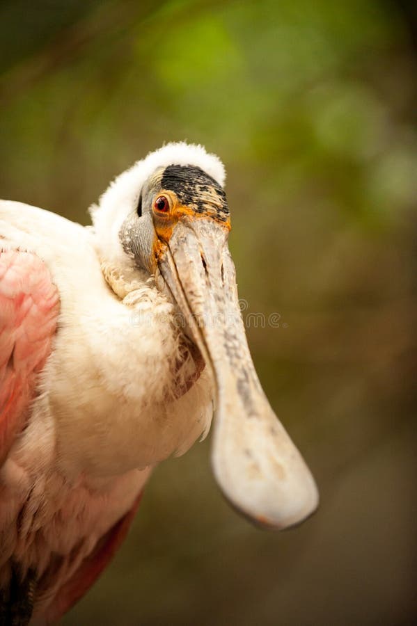 Fierce for a bird stock photo. Image of trees, beak, wildlife - 67297308
