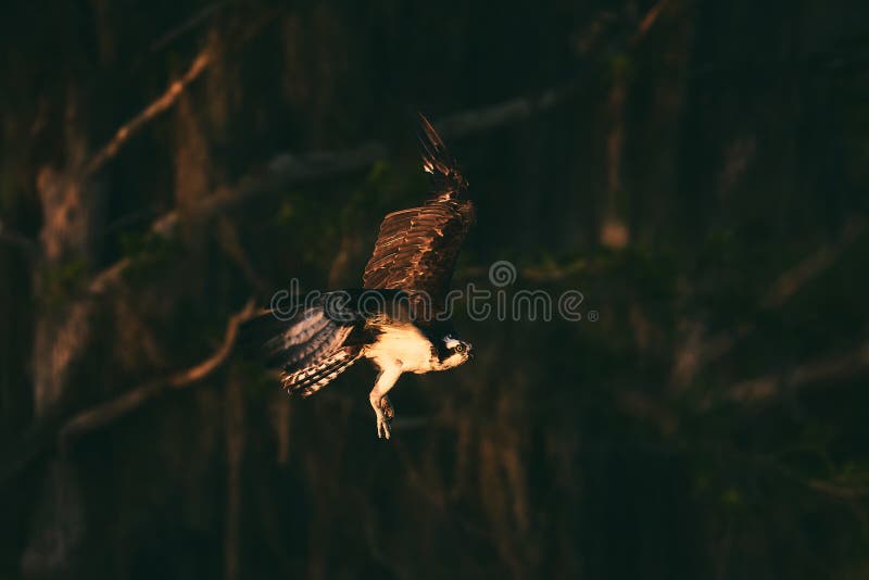 A Fierce Bird Preying in the Late Lights of Dusk Stock Photo - Image of ...