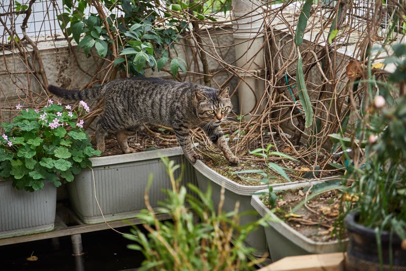 Fierce Cat Stock Photos - Download 6,250 Royalty Free Photos