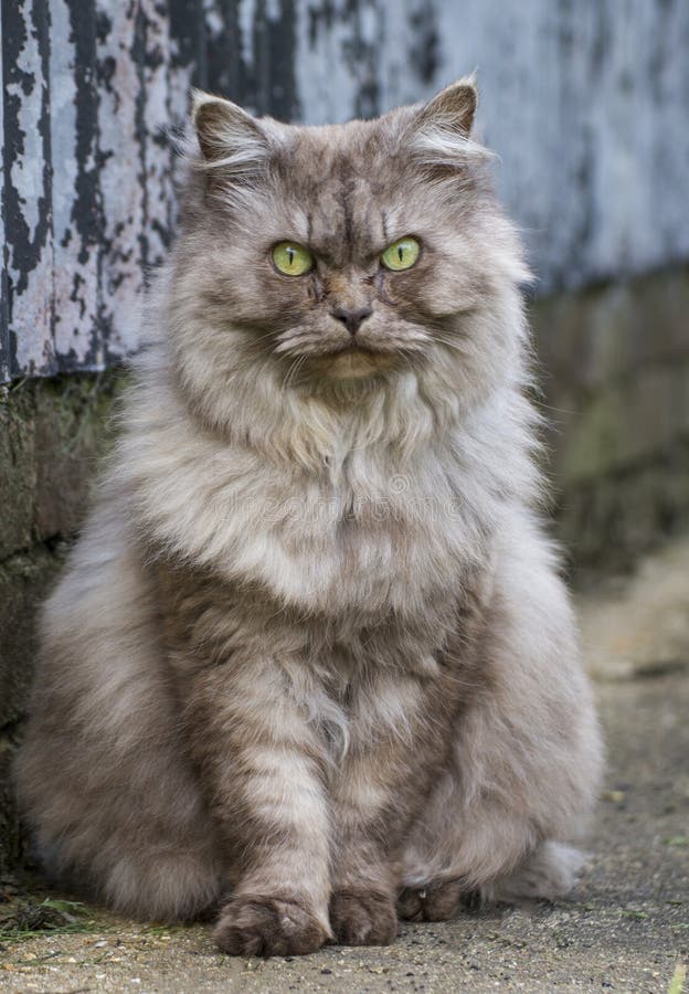 Fierce cat with green eyes stock image. Image of fierce - 57998243