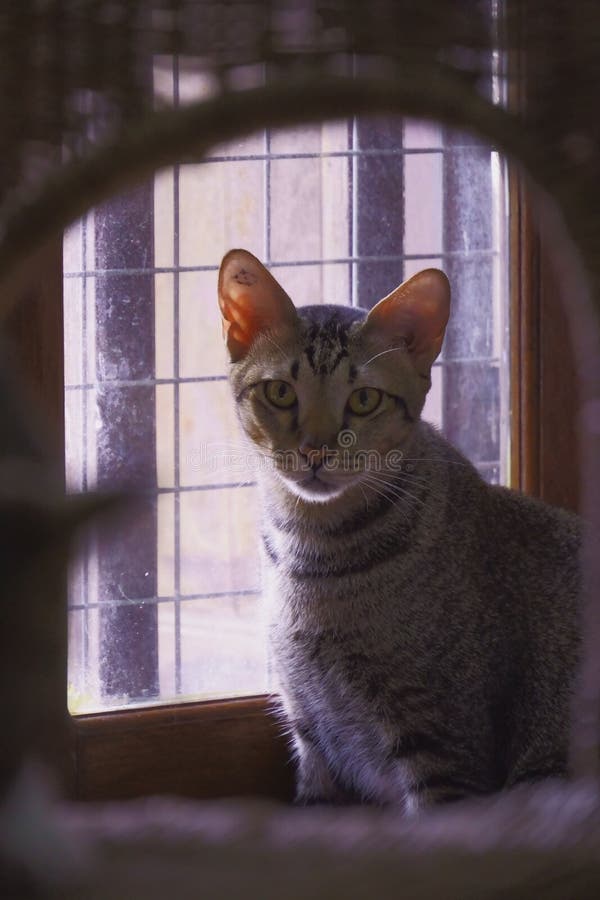 A Fierce Cat Sitting by a Pink Tinted Window Stock Photo - Image of ...