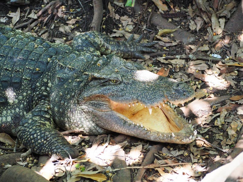 A Fierce Crocodile Seen Next To a Lake on Safari Stock Image - Image of ...