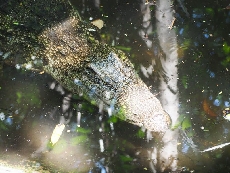A Fierce Crocodile Seen Next To a Lake on Safari Stock Image - Image of ...