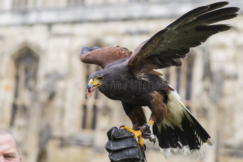 Fierce Falcon stock image. Image of head, feather, eagle - 69737709