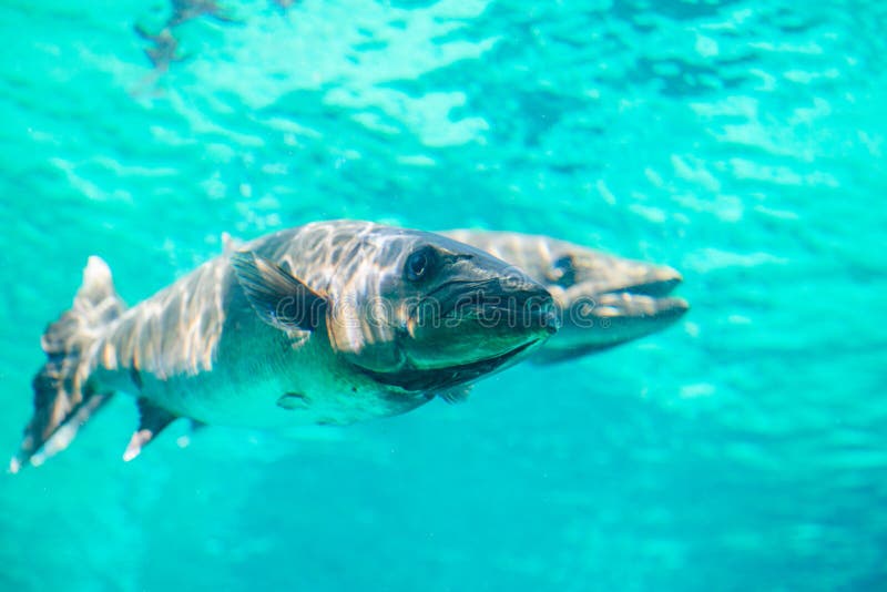 Fierce fish stock image. Image of sharp, cruel, lookat - 91836995