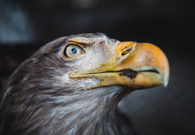 The Fierce Gaze of an Eagle Stock Photo - Image of wing, gaze: 342143098
