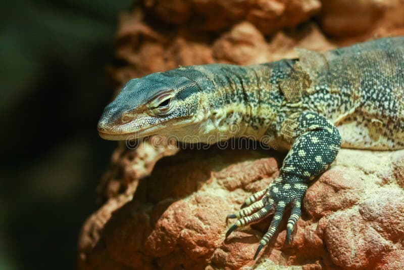 Fierce Goanna stock photo. Image of posing, monitor, herpetology - 97367202