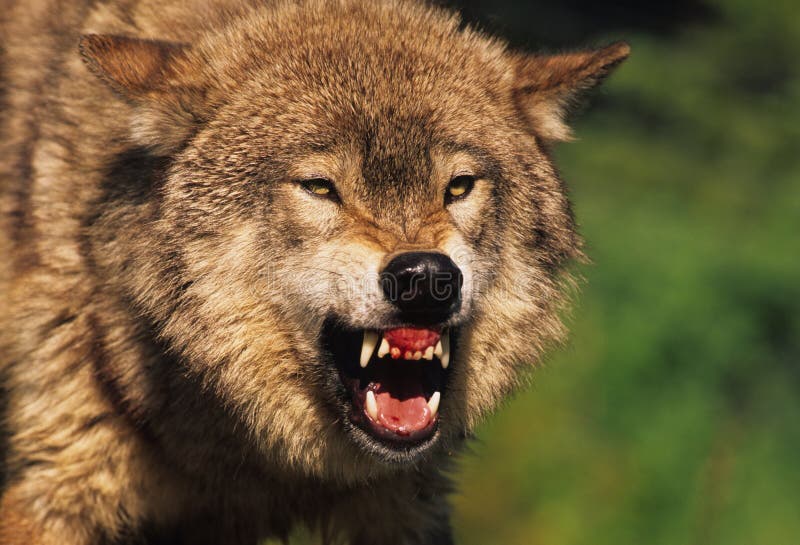 Fierce Gray Wolf stock image. Image of gray, nature, wildlife - 9314613