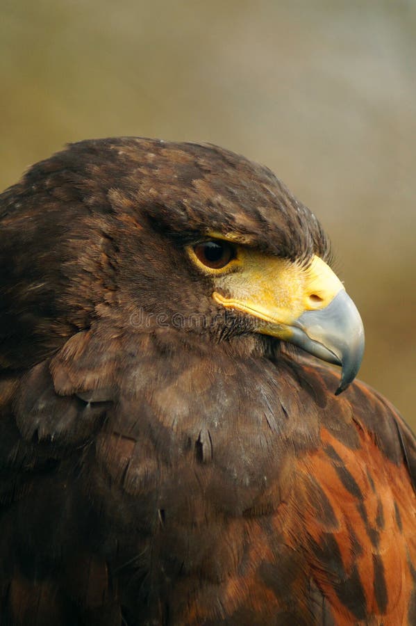 Fierce Hawk Portrait from Profile Stock Image - Image of close ...
