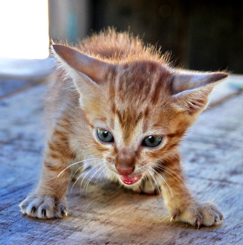 Fierce Kitten stock photo. Image of tiger, green, cute - 80703872