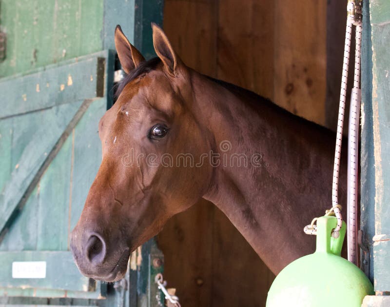 Fierce Lady - Super Fast Filly Stock Photo - Image of competitive ...