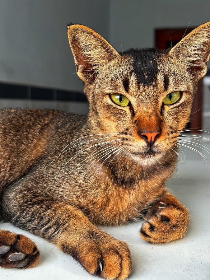 Fierce looking cat stock photo. Image of afternoon, lazy - 320512232