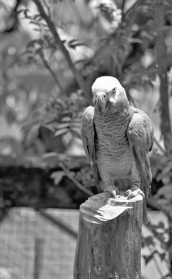 Fierce looking Parrot stock image. Image of fierce, affecting - 77228183