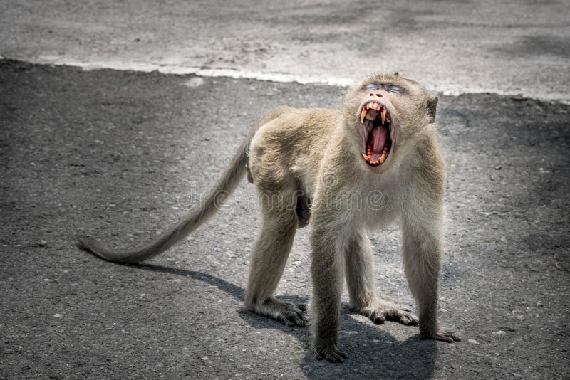 Fierce Monkey Lives in a Natural Stock Photo - Image of monkeys, cute ...