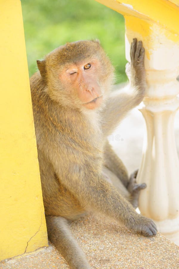 Fierce monkey stock image. Image of animals, intense - 22127535