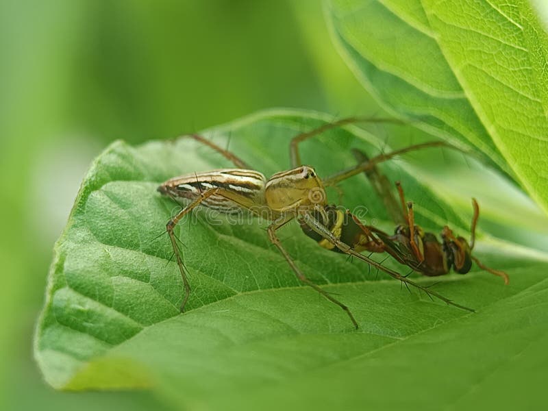 Fierce Oxyopes Devouring Prey—ideal for Biology, Nature, or Dramatic ...