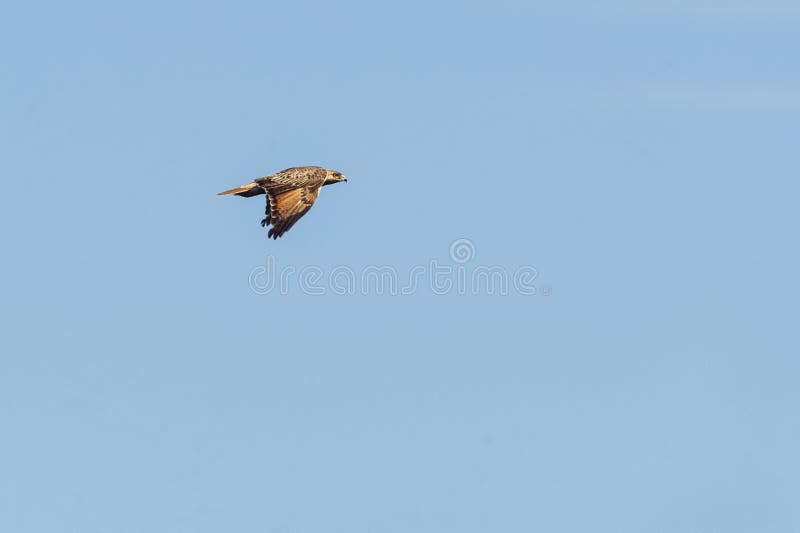 Fierce Red-tailed Hawk stock image. Image of massachusetts - 113902207