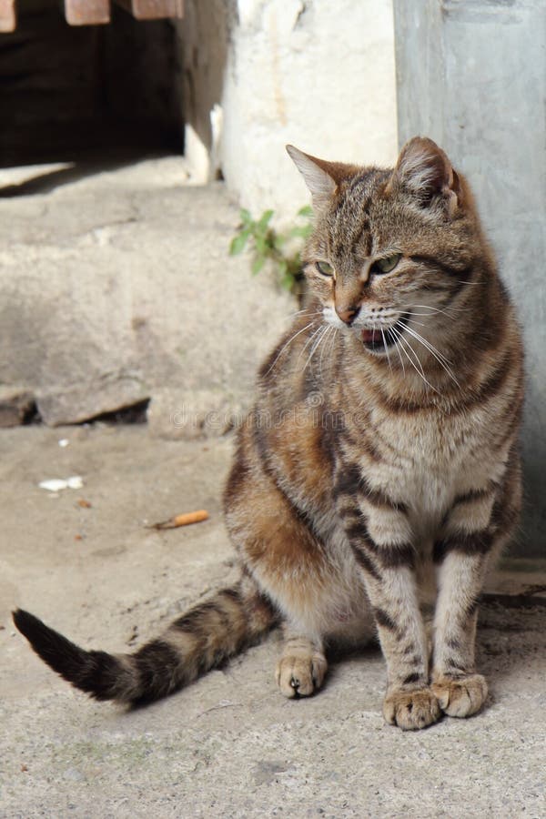 Fierce Stripe Cat Open Mouth with Sharp Teeth Stock Image - Image of ...