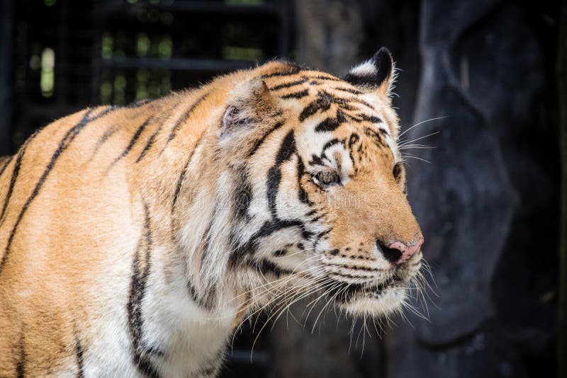 Fierce Tiger Ground Black Background a Beautiful Light Stock Image ...