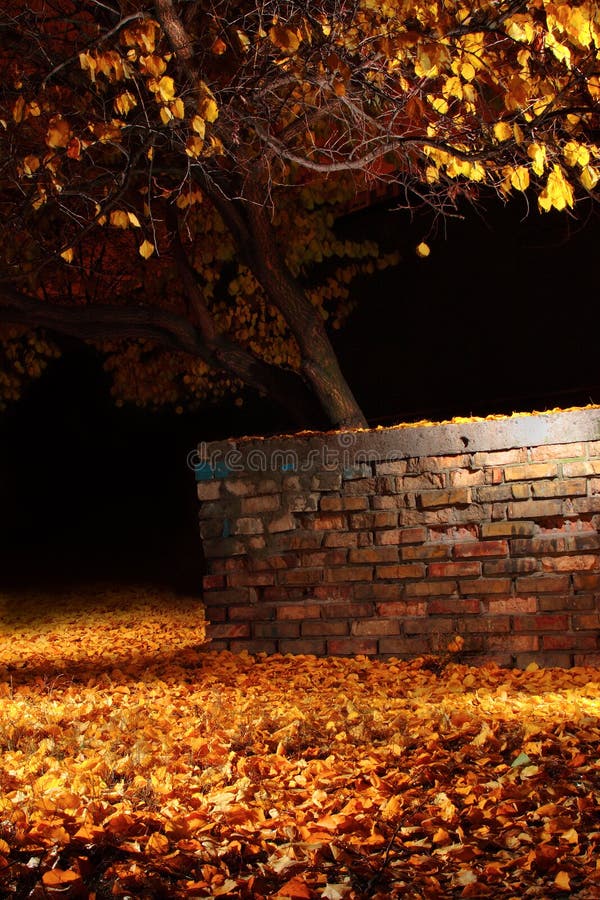 Fiery autumn stock image. Image of sheet, blade, landscape - 11336031