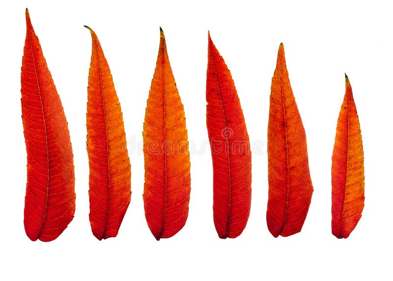 Fiery autumn leaves stock photo. Image of gold, decoration - 34625146