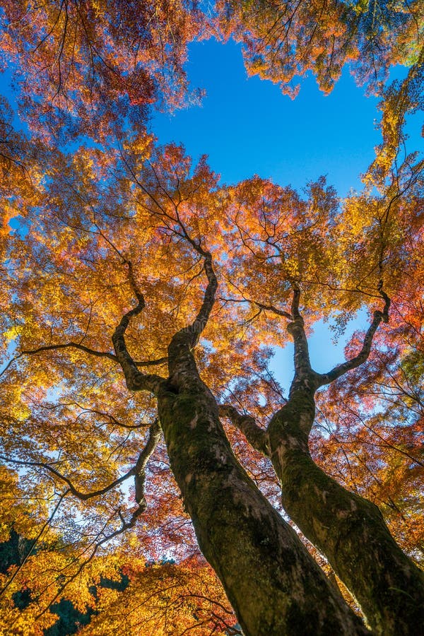 Fiery autumn stock image. Image of colour, warm, autumn - 37388607