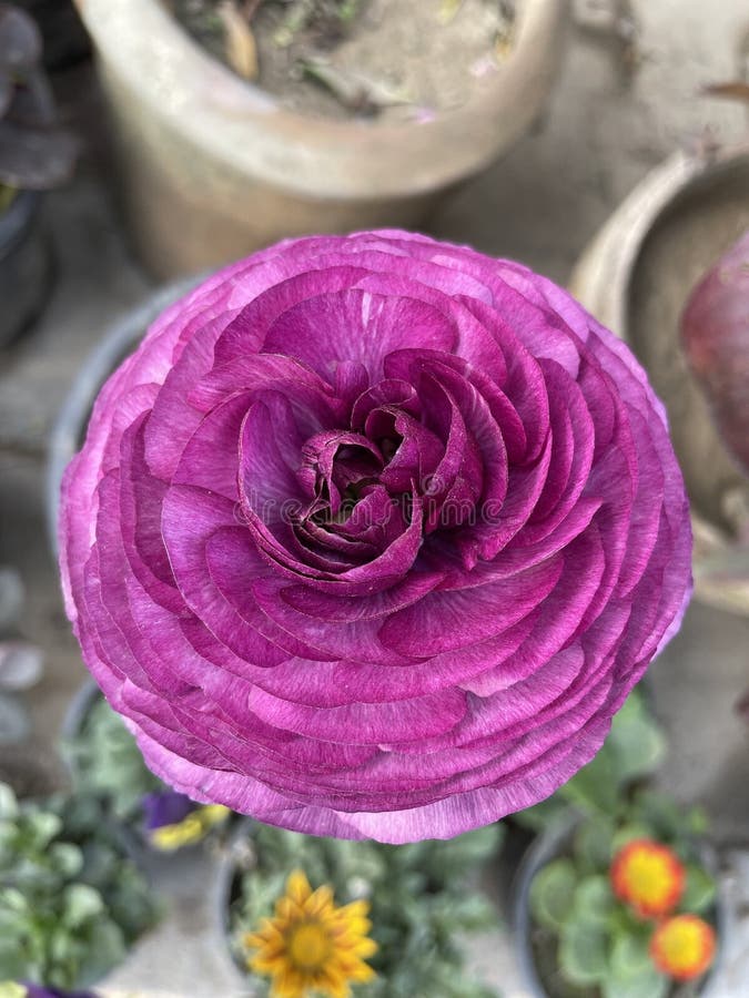 A Fiery Bloom that Speaks the Language of Love Stock Image - Image of ...