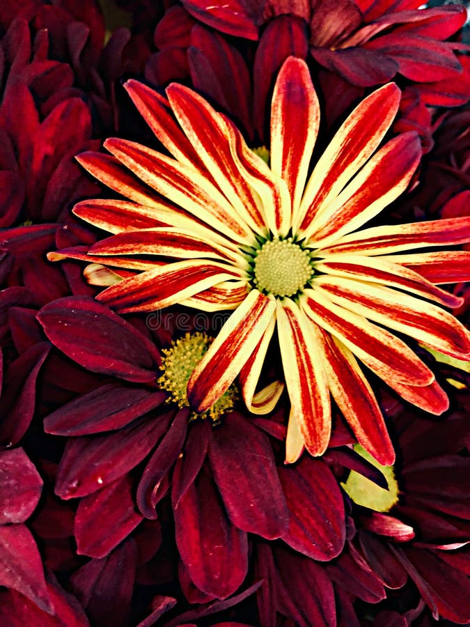 Fiery bloomer stock image. Image of daisy, bloomer, fiery - 145975245