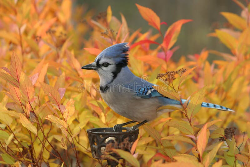 Fiery Blue Jay stock photo. Image of fiery, ontario, feathers - 12947054