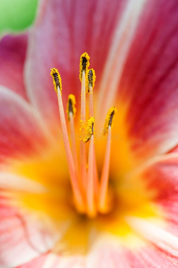 The Fiery Core of the Beautiful Pink Lily. Close Up Stock Image - Image ...