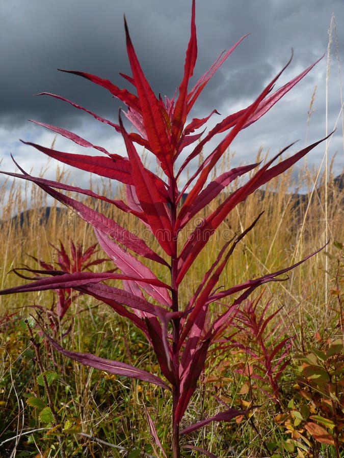 Fiery Fireweed stock image. Image of pass, clouds, fall - 22575521