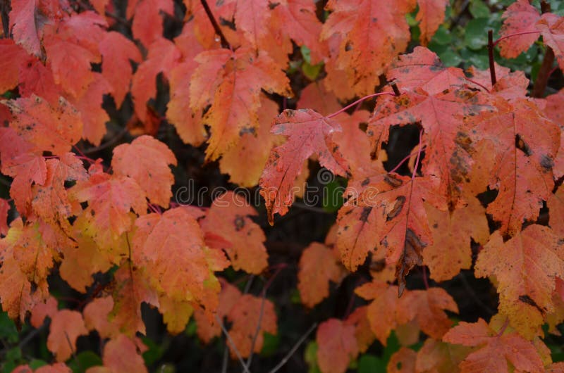 Fiery Maple Tatar Maple it is Naturally a Multi-stemmed Shrub with a ...