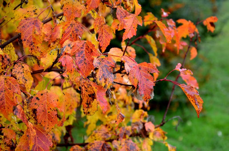 Fiery Maple Tatar Maple it is Naturally a Multi-stemmed Shrub with a ...