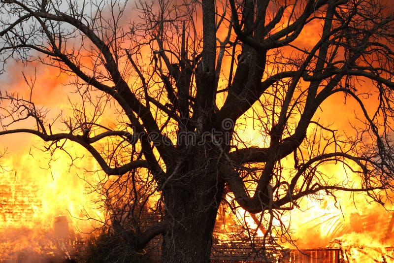 The Fiery Oak Tree stock photo. Image of house, glow - 23417834