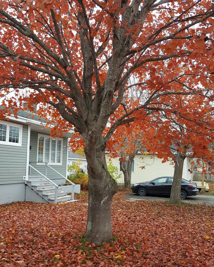 Fiery Red Autumn editorial image. Image of leaves, autumn - 84011715