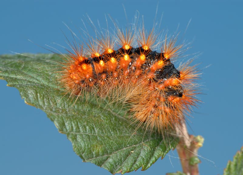 217 Black Orange Fuzzy Caterpillar Stock Photos - Free & Royalty-Free ...