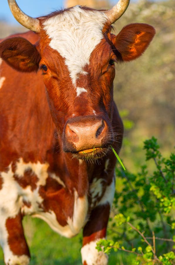Fiery red cow eats stock photo. Image of heifer, grass - 40976420