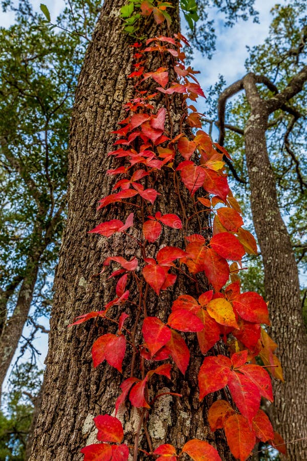 Fiery Red Fall Leaves on Vine in Tree. Stock Photo - Image of gripping ...