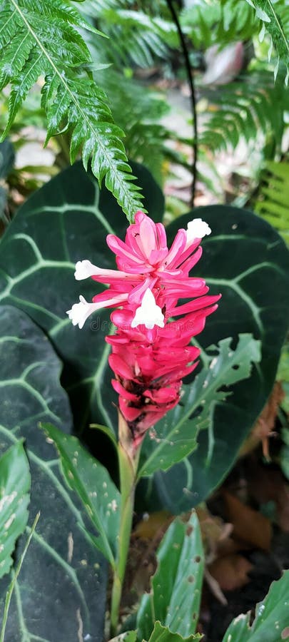 Fiery Red Gingger Stock Photos - Free & Royalty-Free Stock Photos from ...