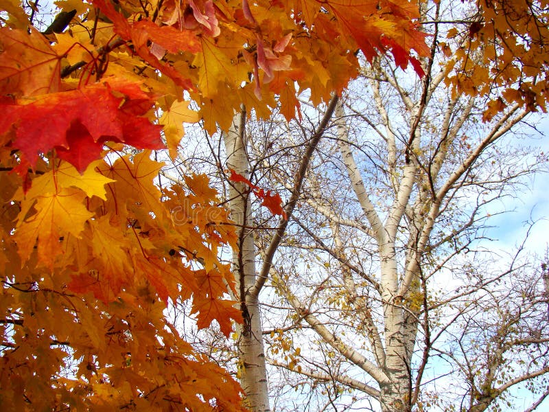 Fiery Red Leaf Fire of Maple and Birch Stock Photo - Image of tree ...