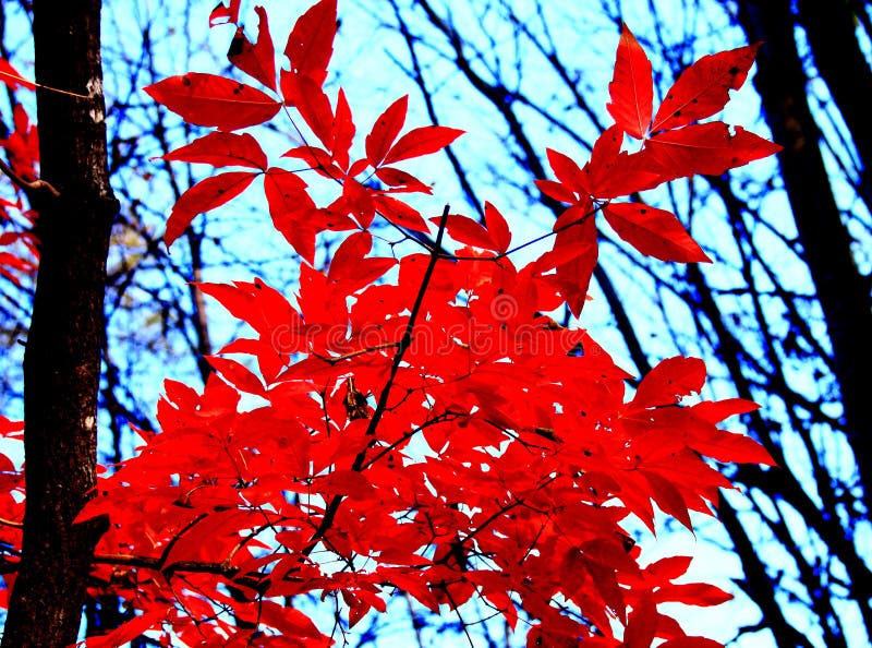 Fiery-red maples in autumn stock photo. Image of color - 53450946